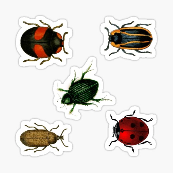 "Sticker set - vintage bugs and beetles" Sticker for Sale by ...
