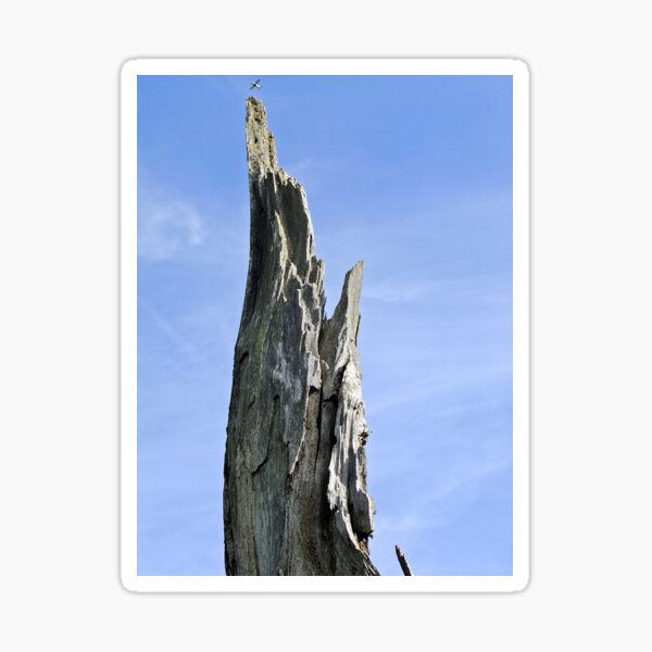 "Jagged Tree Stump" Sticker for Sale by pinkal | Redbubble