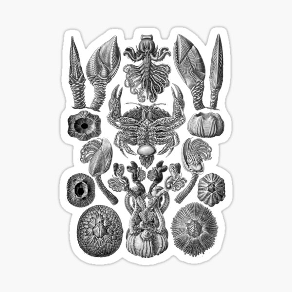 "Ernst Haeckel Cirripedia Barnacles Crabs" Sticker by aimeewilson ...