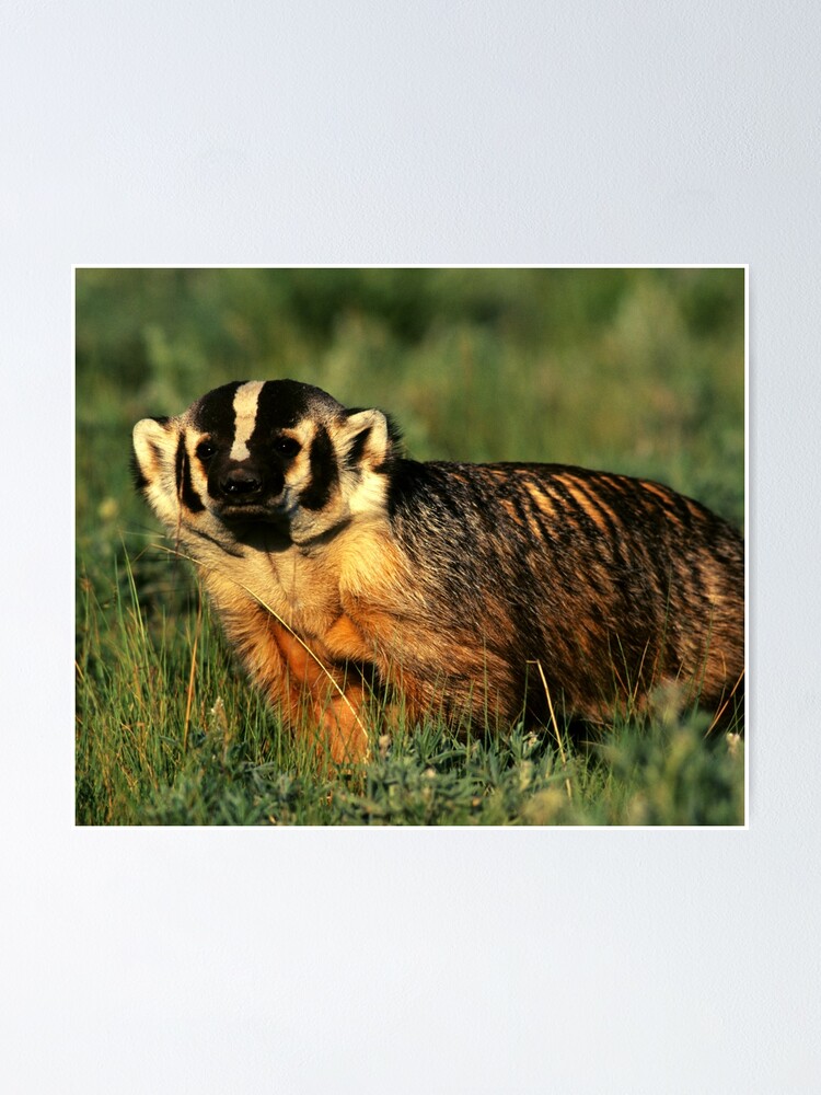 "badger photo with high resolution quality" Poster for Sale by ...