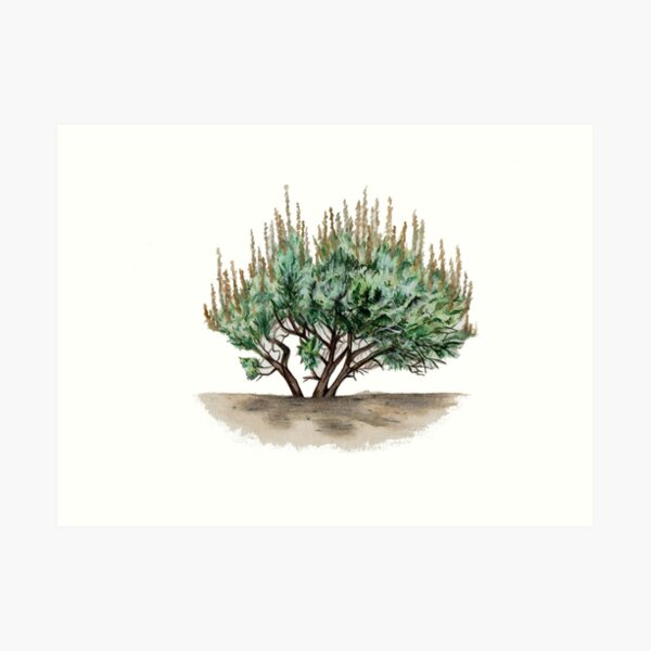 "Sagebrush" Art Print for Sale by aliceready8 | Redbubble