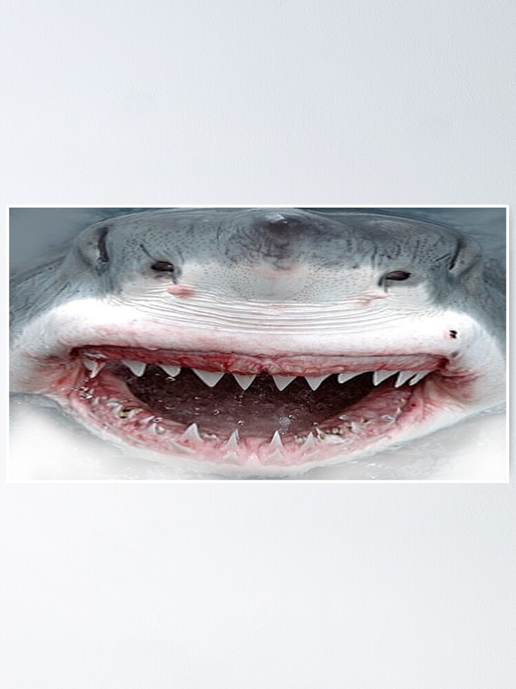 "funny shark face" Poster for Sale by hasandeniz | Redbubble