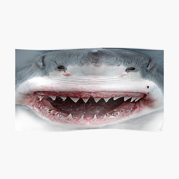 "funny shark face" Poster for Sale by hasandeniz | Redbubble