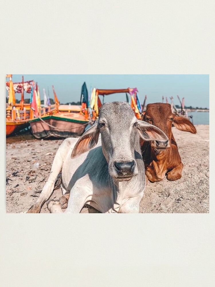 "Vrindavan Cows | Holy cow from Vrindavan | Hare Krishna | Krishna’s ...