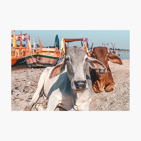 "Vrindavan Cows | Holy cow from Vrindavan | Hare Krishna | Krishna’s ...