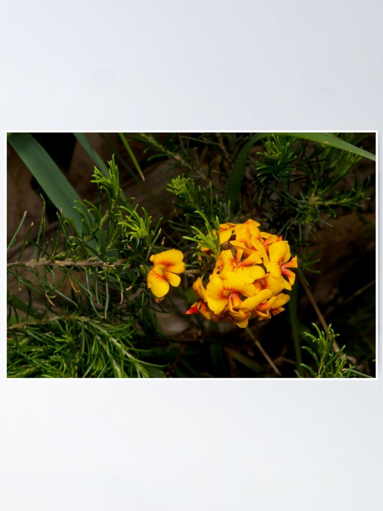 "Parrot Pea" Poster for Sale by GP1746 | Redbubble