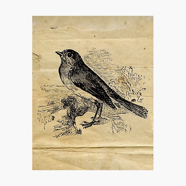 Lámina fotográfica «Redbreast Bird Vintage ilustración en blanco y ...