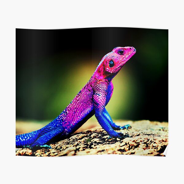 "lizard photo with high resolution quality" Poster for Sale by ...