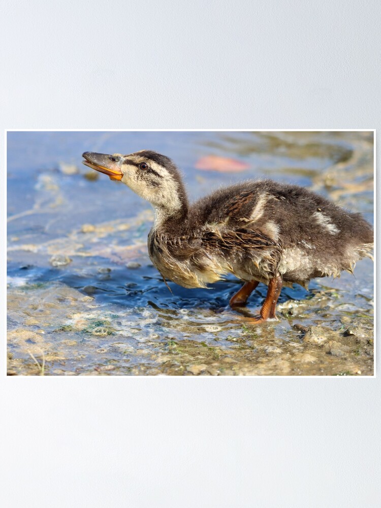 "Duckling pose" Poster for Sale by GreyFeatherPhot | Redbubble