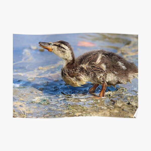 "Duckling pose" Poster for Sale by GreyFeatherPhot | Redbubble