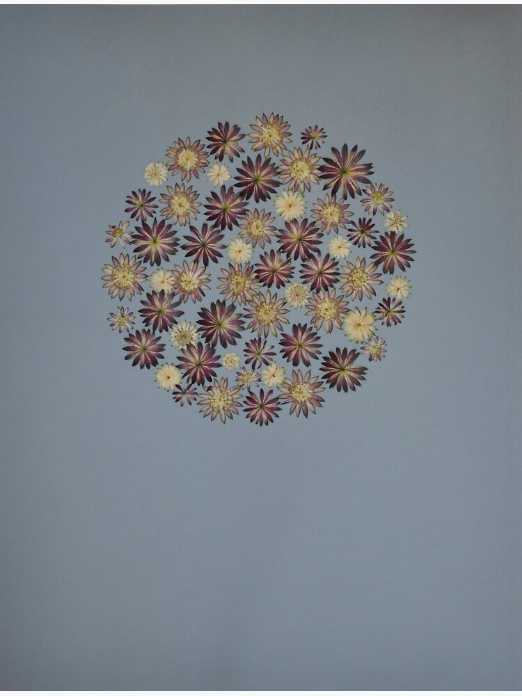 "Astrantia " Sticker for Sale by FLWRSetc | Redbubble