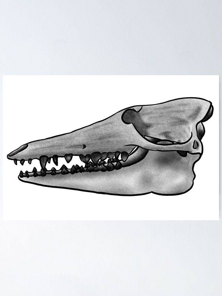 "Pakicetus (Land Whale) Skull " Poster for Sale by jsdesigns3823 ...