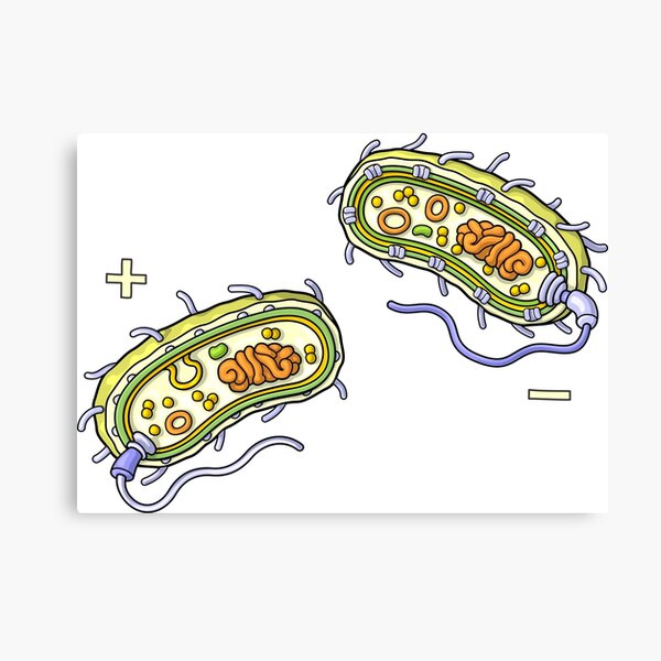 "Bacteria - Internal Structure Gram Positive and Gram Negative" Canvas ...