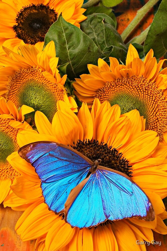 "Blue Butterfly On Sunflower" by Garry Gay | Redbubble