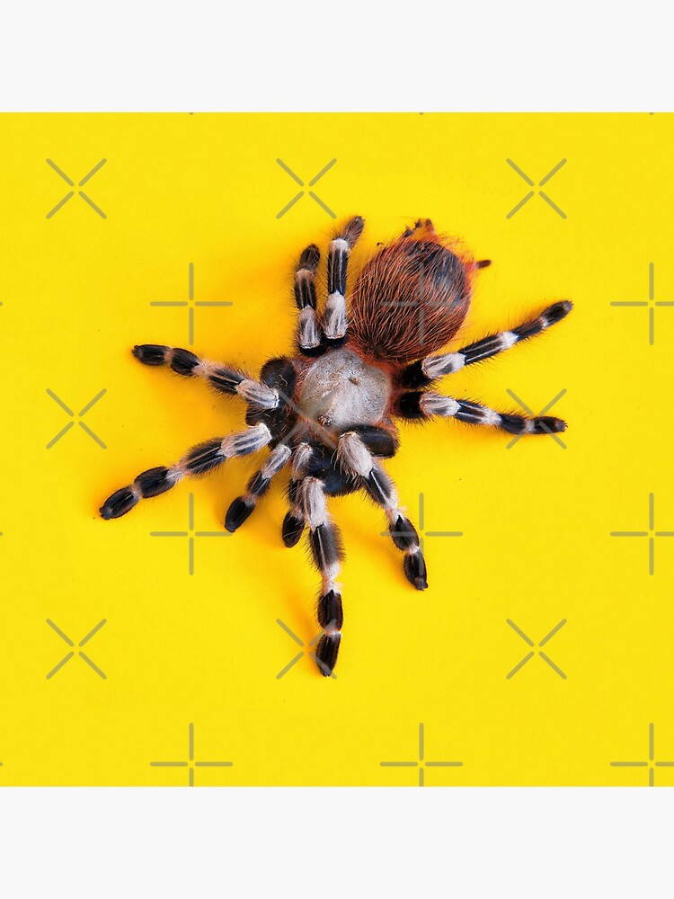 "Nahndu Chromatus Female Spider" Sticker by MorningFive | Redbubble