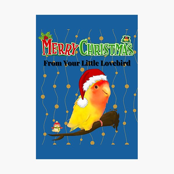 Lámina fotográfica «¡Feliz Navidad de tu pequeño agapornis!-Tarjeta de ...