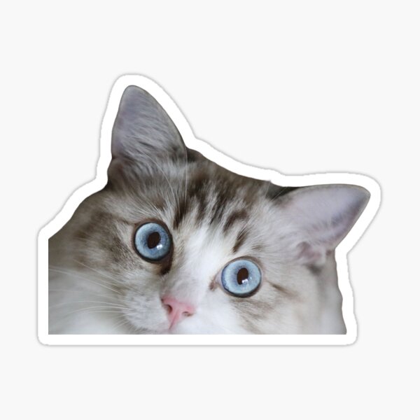 "Cute Cat Peeking" Sticker by ShineAesthetic | Redbubble