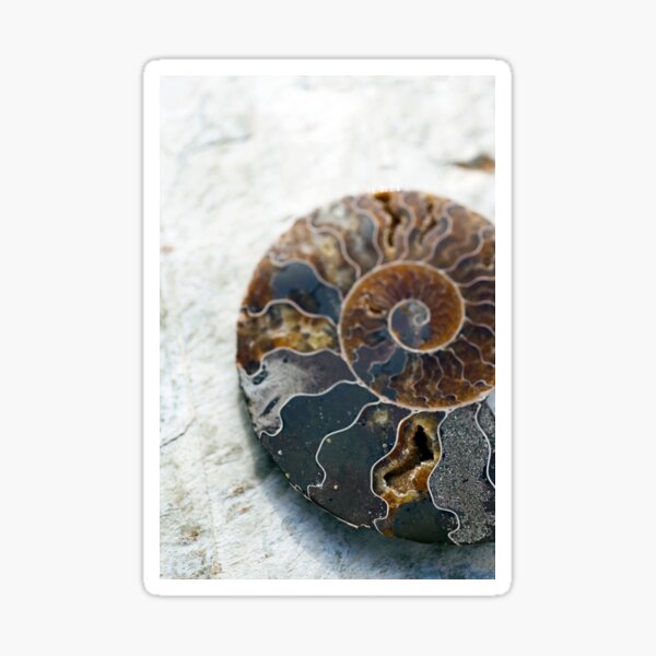 "Ammonite " Sticker by ElenaRay | Redbubble