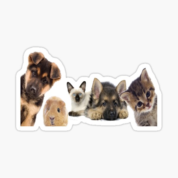 "animals friends" Sticker by socuteanimals | Redbubble