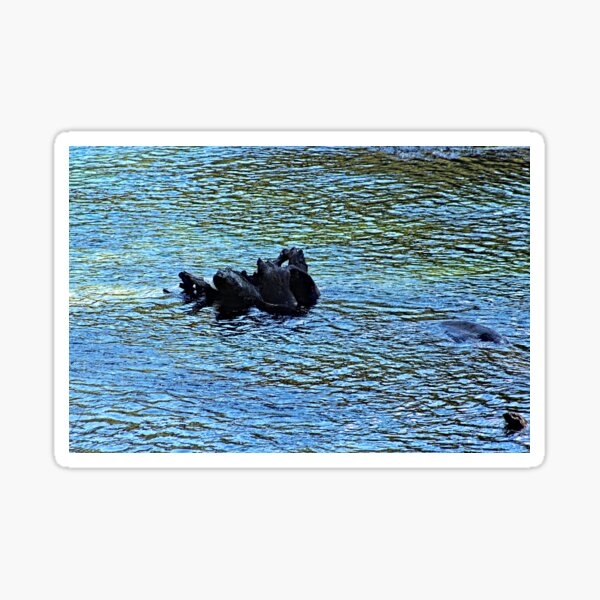 "Wood Driftwood River Water " Sticker for Sale by worldways | Redbubble