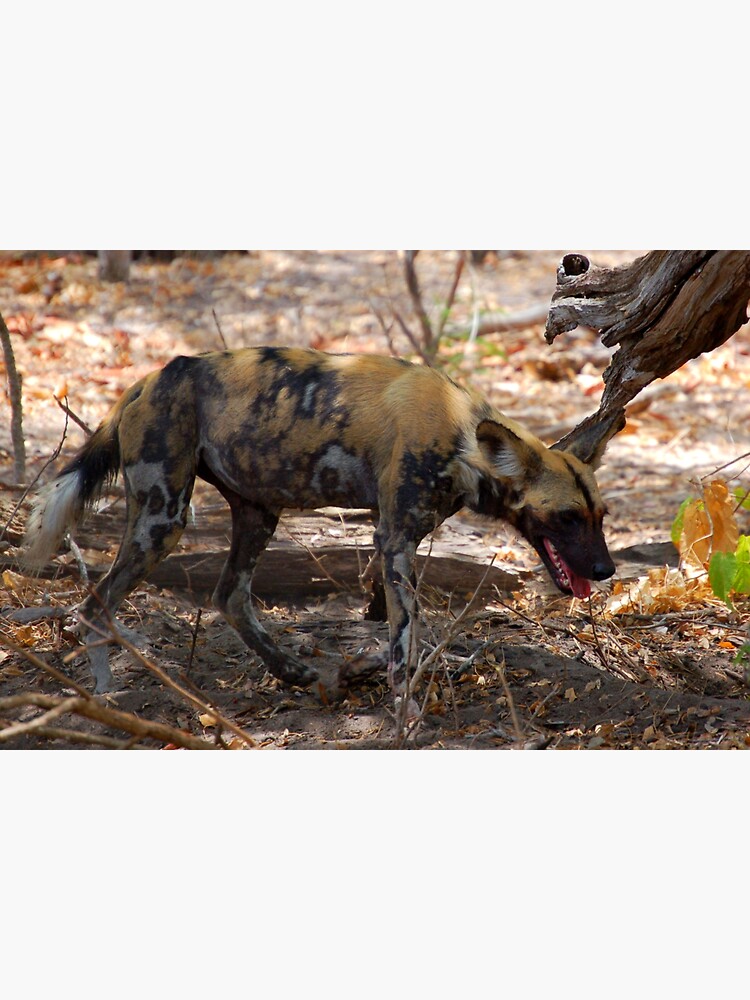 "Lope" Sticker for Sale by djcm1 | Redbubble