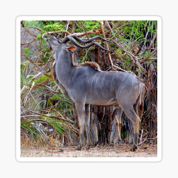 "Kudu Browsing" Sticker for Sale by djcm1 | Redbubble