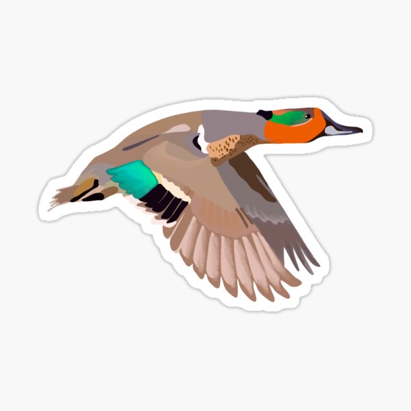 "green-winged teal" Sticker for Sale by mstremciuc | Redbubble
