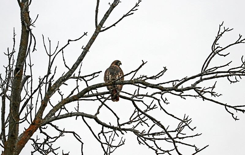 "Red Tailed Hawk In Winter" by Deb Oppermann | Redbubble