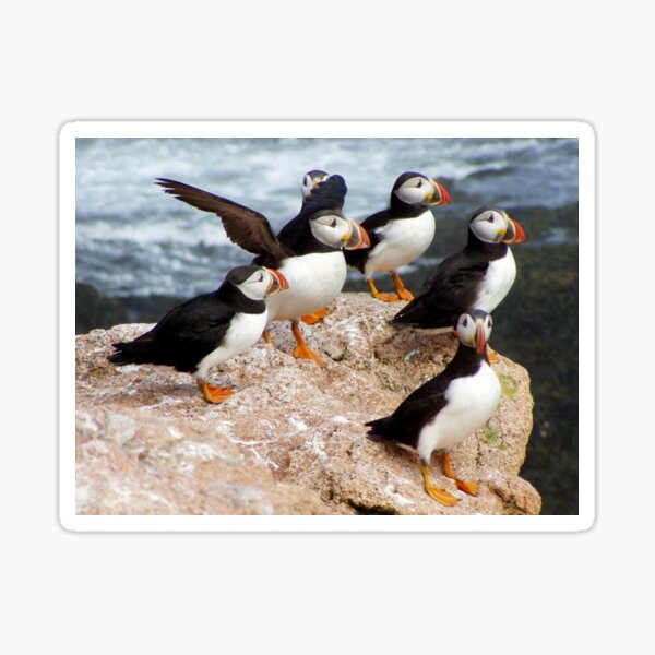 Puffin Merch & Gifts for Sale | Redbubble