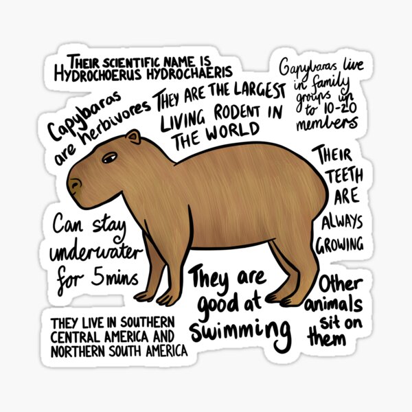 "Capybara Facts" Sticker for Sale by BundaBear | Redbubble
