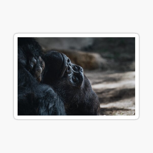 "Sad monkey" Sticker for Sale by Stieler-Foto | Redbubble