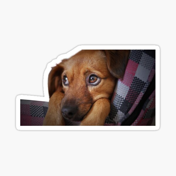 "Dog looking sad" Sticker by bapaksorbo | Redbubble