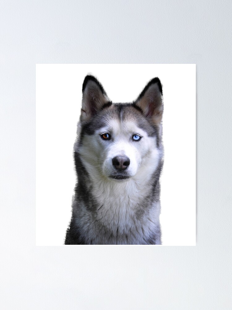 "White Fox " Poster for Sale by bapaksorbo | Redbubble