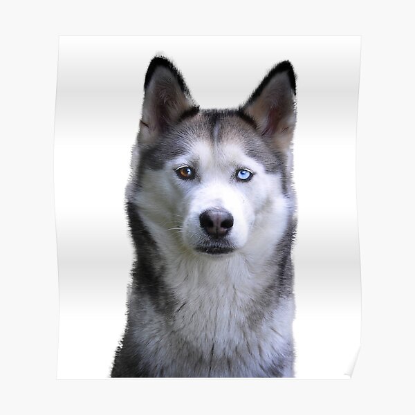"White Fox " Poster for Sale by bapaksorbo | Redbubble