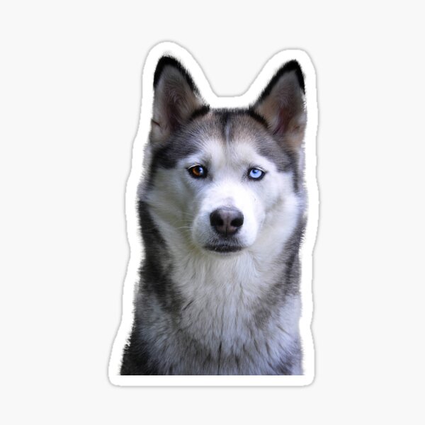 "White Fox " Sticker for Sale by bapaksorbo | Redbubble