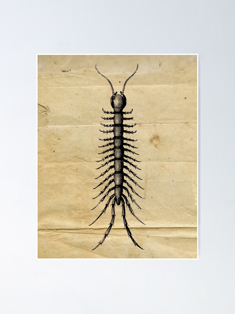 "Centipede Insect Vintage Black and White Illustration | Forest ...