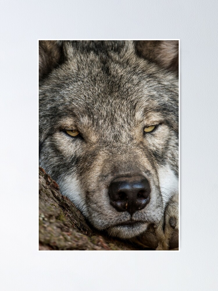 "Ho Hum" Poster for Sale by WolvesOnly | Redbubble