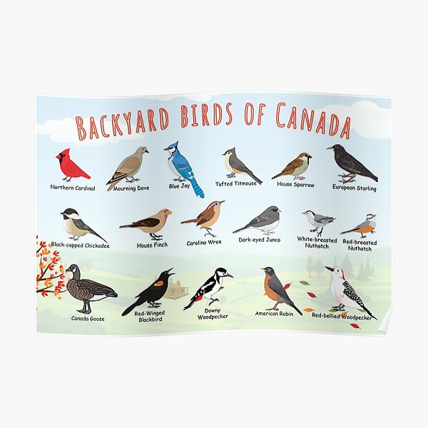"Backyard birds of Canada in autumn. " Poster for Sale by AndyMcBird ...