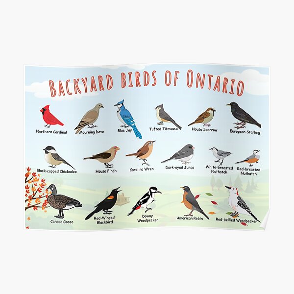 "Backyard birds of Ontario" Poster for Sale by AndyMcBird | Redbubble