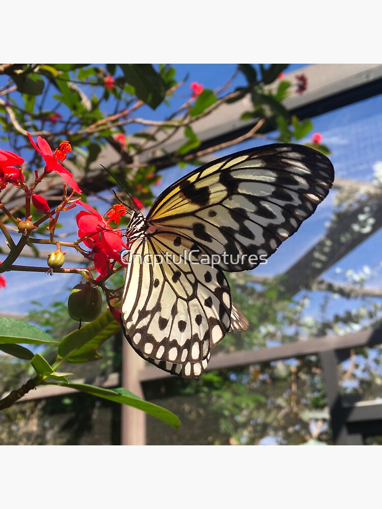 "Butterfly World Florida (1)" Sticker for Sale by CncptulCaptures ...