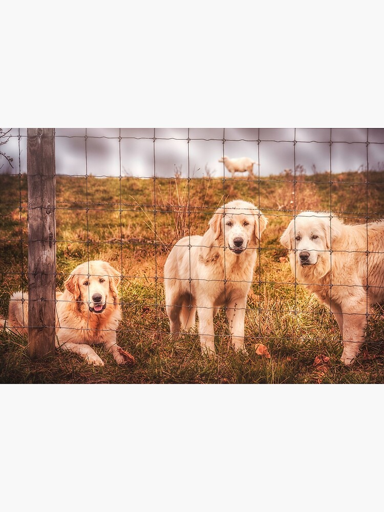"The Good Shepherds" Poster by butterbean57 | Redbubble