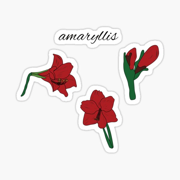 "amaryllis" Sticker for Sale by PFArt | Redbubble