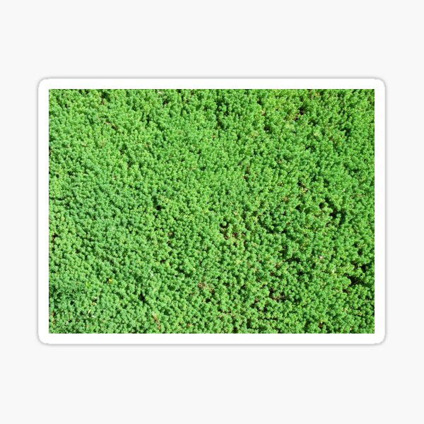 "Decorative green grass" Sticker by vladromensky | Redbubble