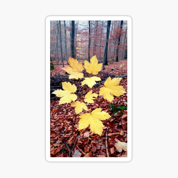 "Fall foliage" Sticker for Sale by HansWurstel | Redbubble