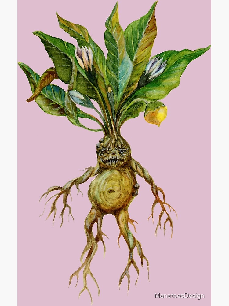 "Mandrake Alchemy Herb" Art Print for Sale by ManateesDesign | Redbubble