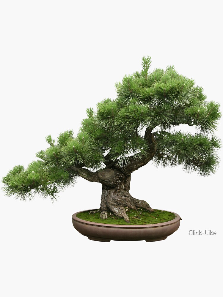 "Slant shakan) Bonsai Tree" Sticker for Sale by Click-Like | Redbubble