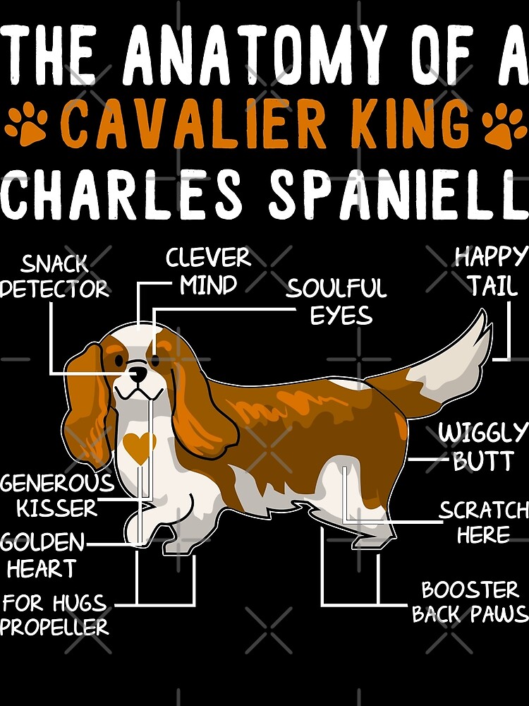 "The Anatomy Of A Cavalier King Charles Spaniell Dog" Poster for Sale ...