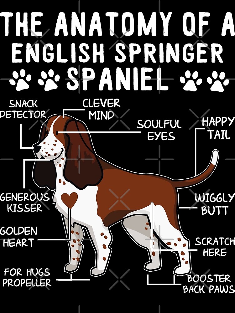 Póster «La anatomía de un perro Springer Spaniel inglés» de Abidilana ...