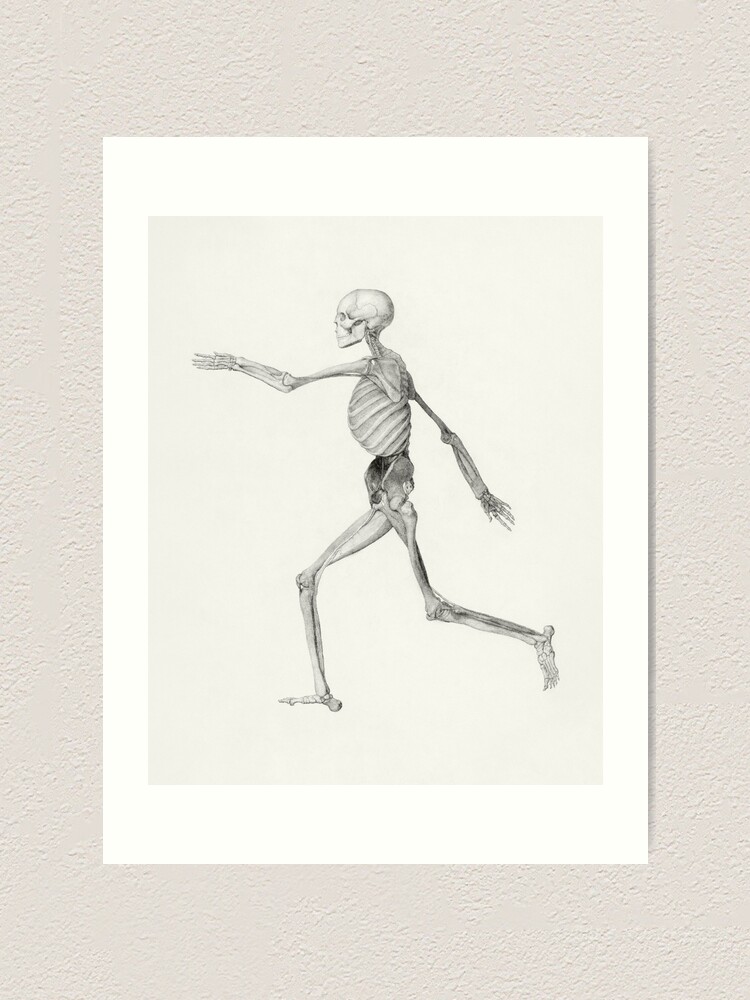 "Human Skeleton, Lateral View" Art Print for Sale by TSLAB | Redbubble