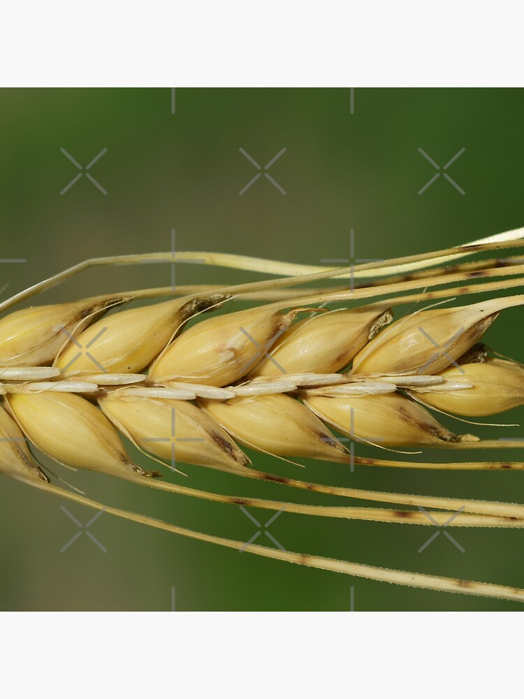 "Close up Grain" Sticker for Sale by thtCMRAguy | Redbubble